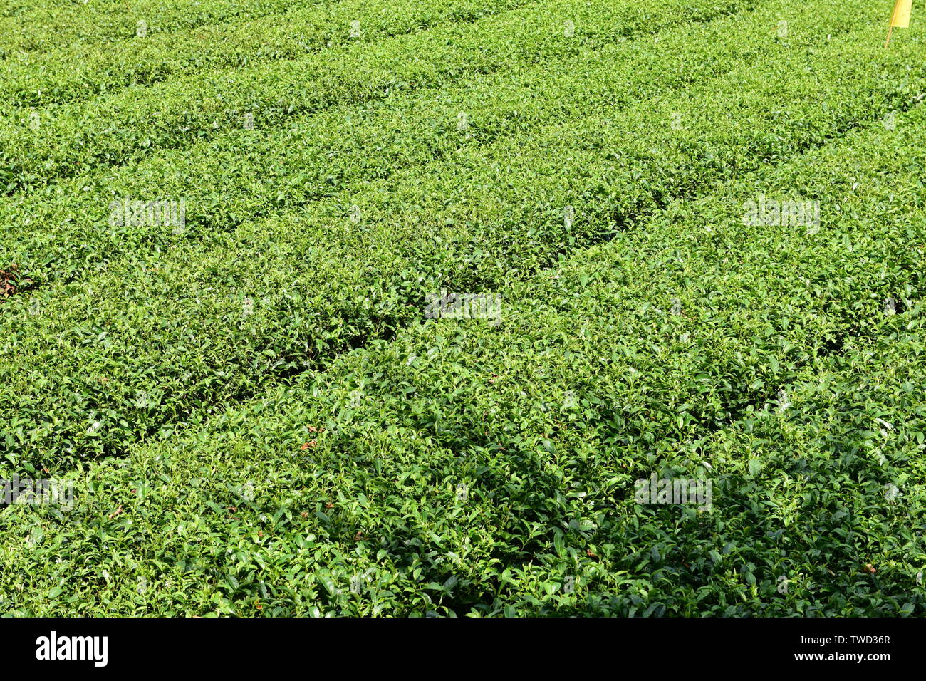 Tea garden scenery Stock Photo - Alamy