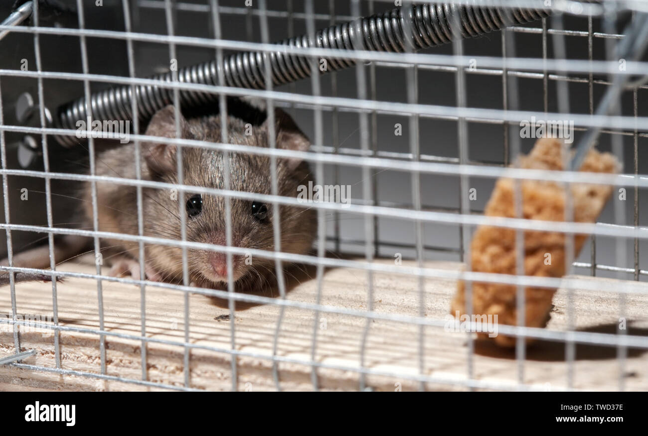 small alive gray mouse inside mousetrap closeup Stock Photo - Alamy