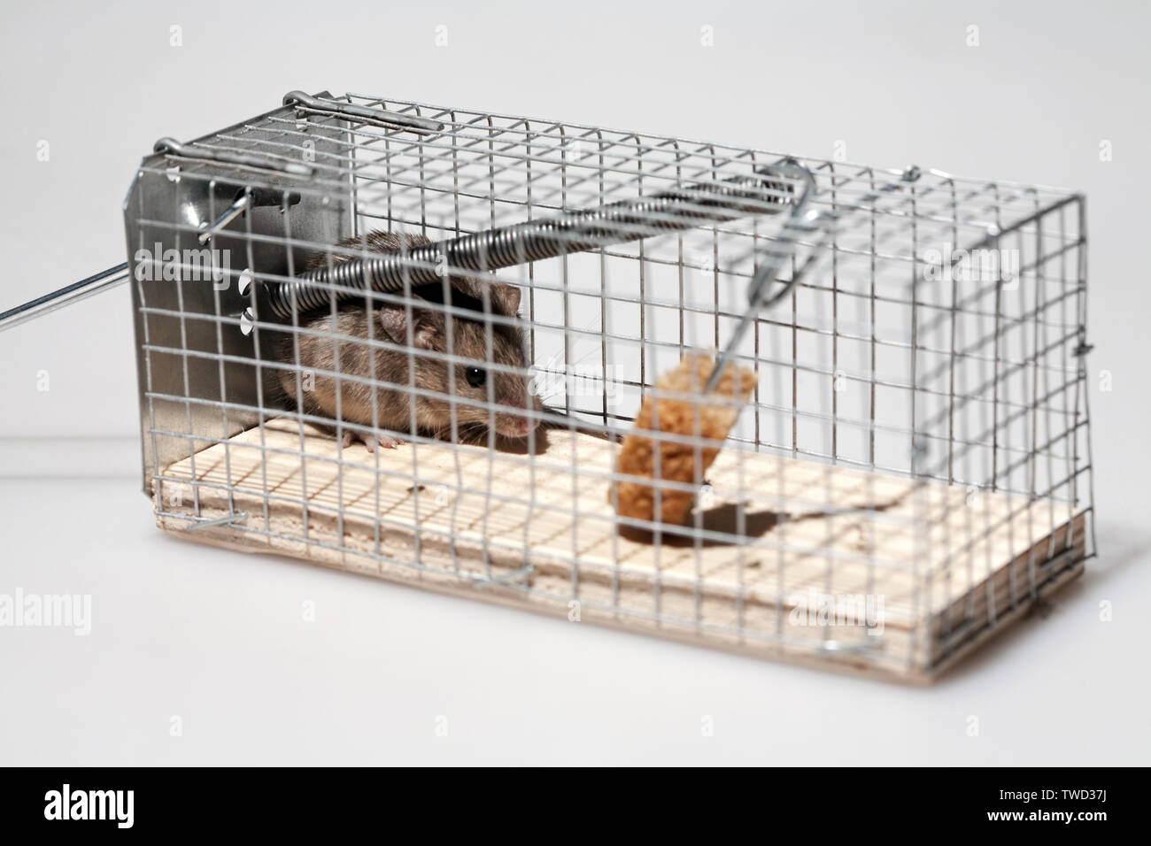 alive little gray mouse in mousetrap closeup view Stock Photo - Alamy