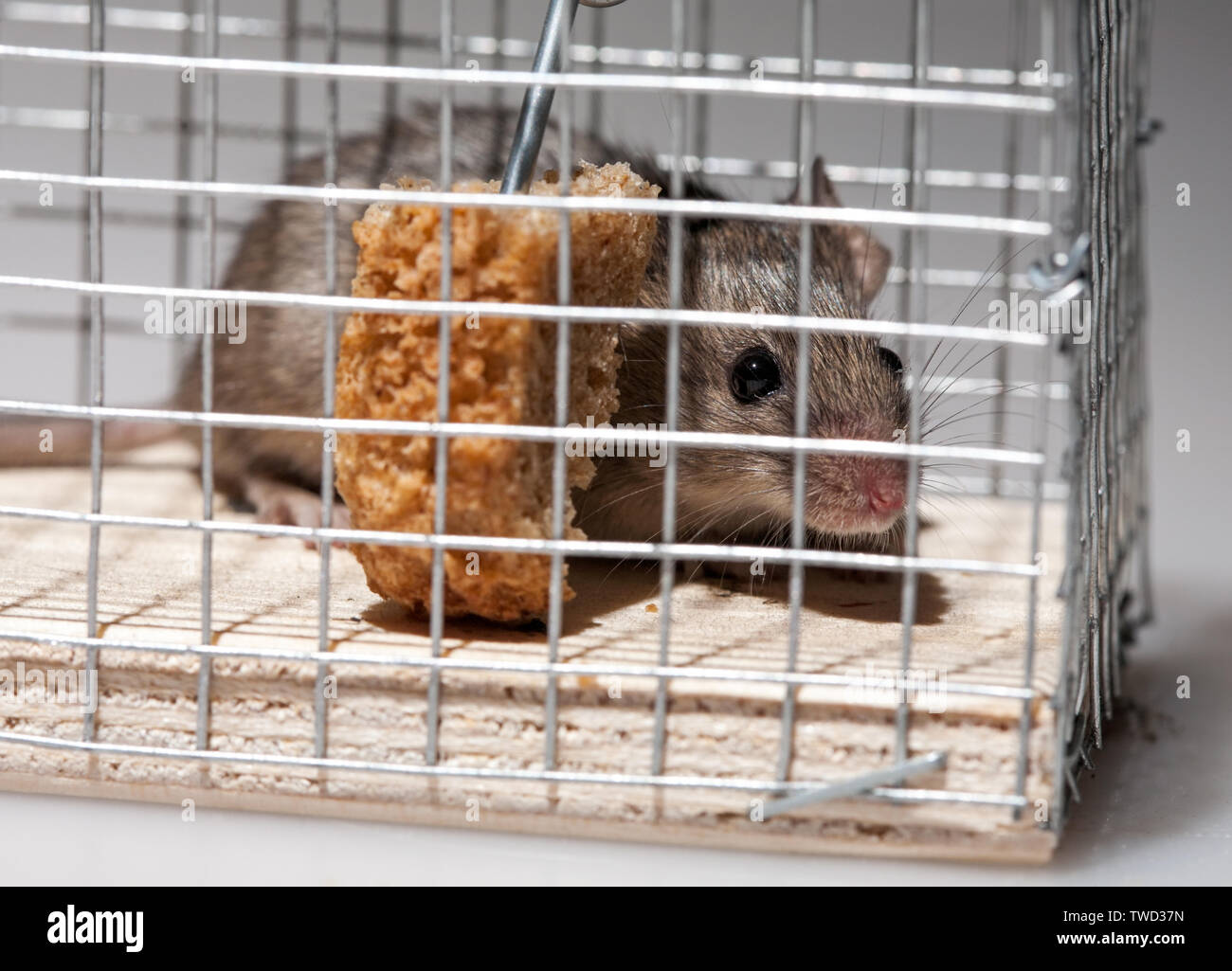 alive little gray mouse in trap closeup view Stock Photo - Alamy