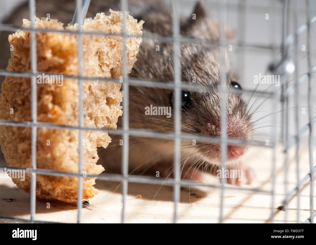 alive little gray mouse in mousetrap closeup view Stock Photo - Alamy