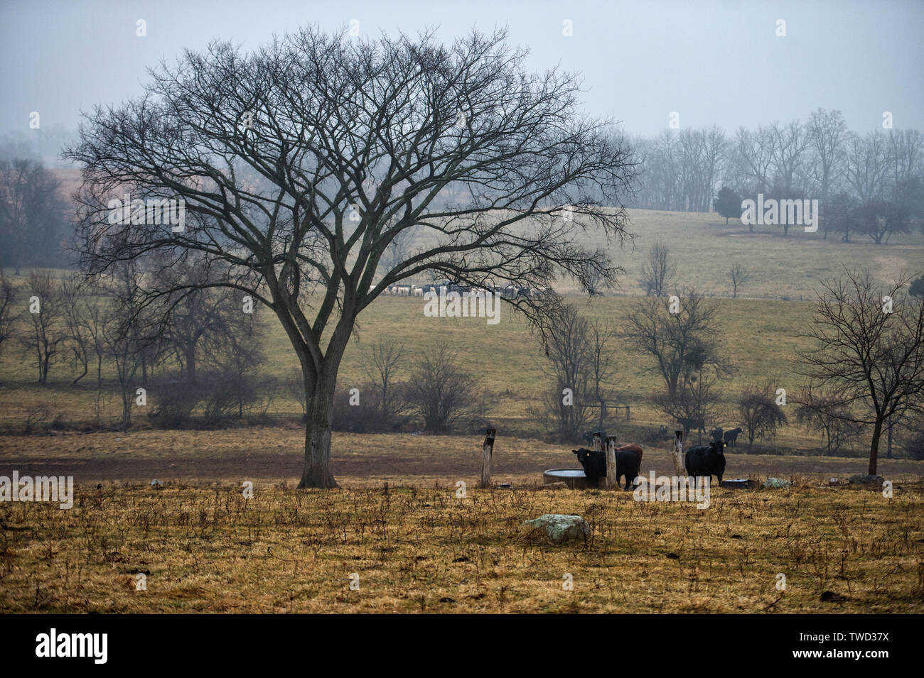 Camp rainey mountain hi-res stock photography and images - Alamy