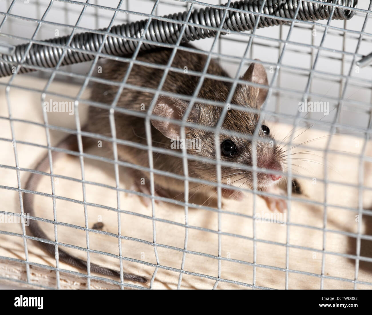 alive little gray mouse in trap closeup view Stock Photo - Alamy