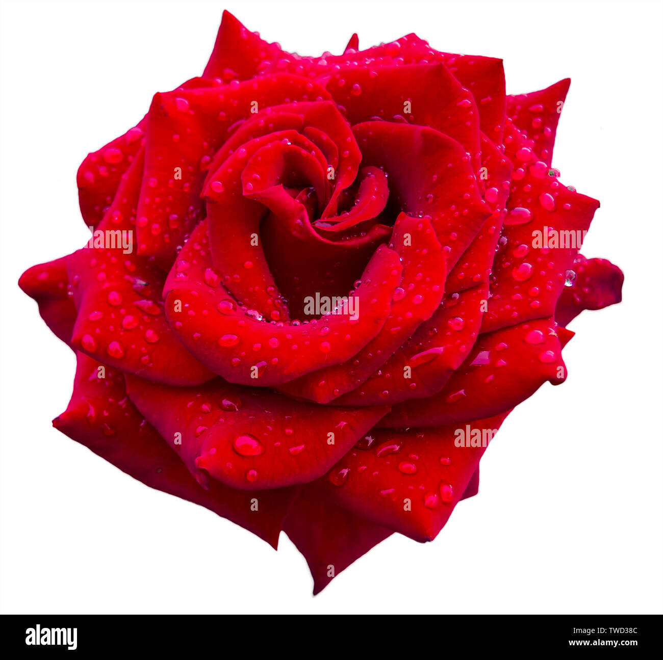 Red rose flower with morning dew isolated on white Stock Photo - Alamy