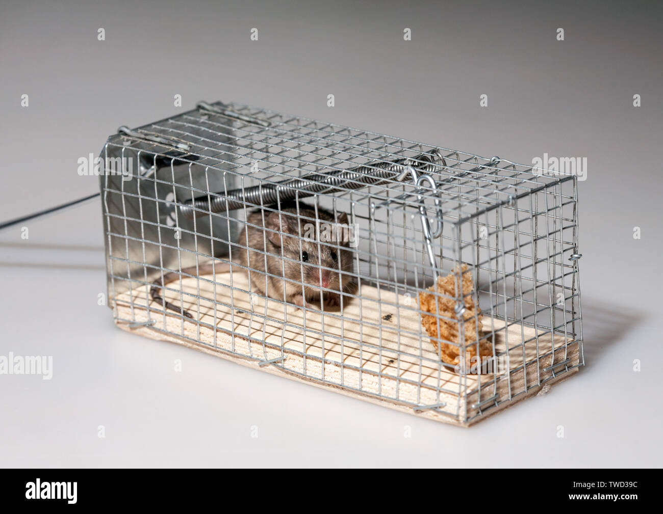 small alive gray mouse inside mousetrap closeup Stock Photo - Alamy