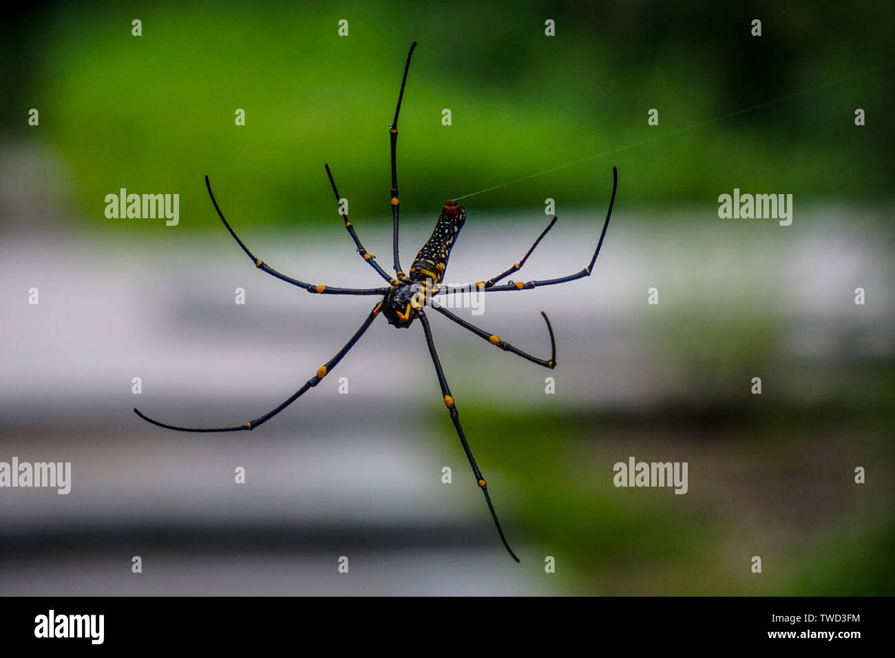 Bird hunting spiders hi-res stock photography and images - Alamy