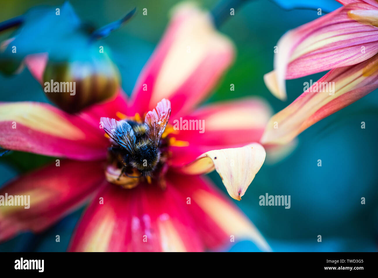 Bumble Bee resting on flower Stock Photo - Alamy