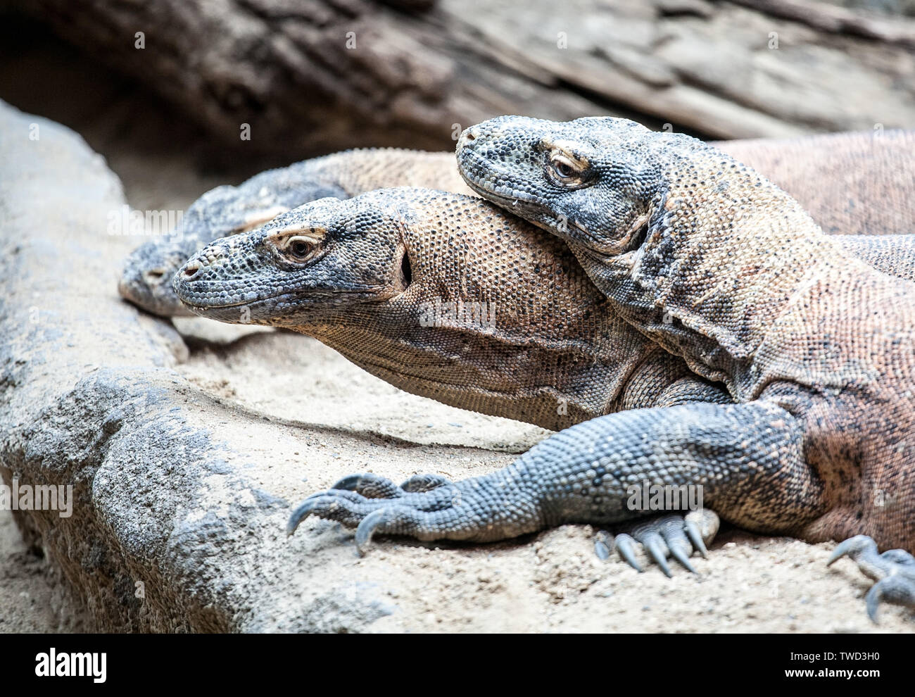 two big monitor lizard heads profile closeup view Stock Photo - Alamy