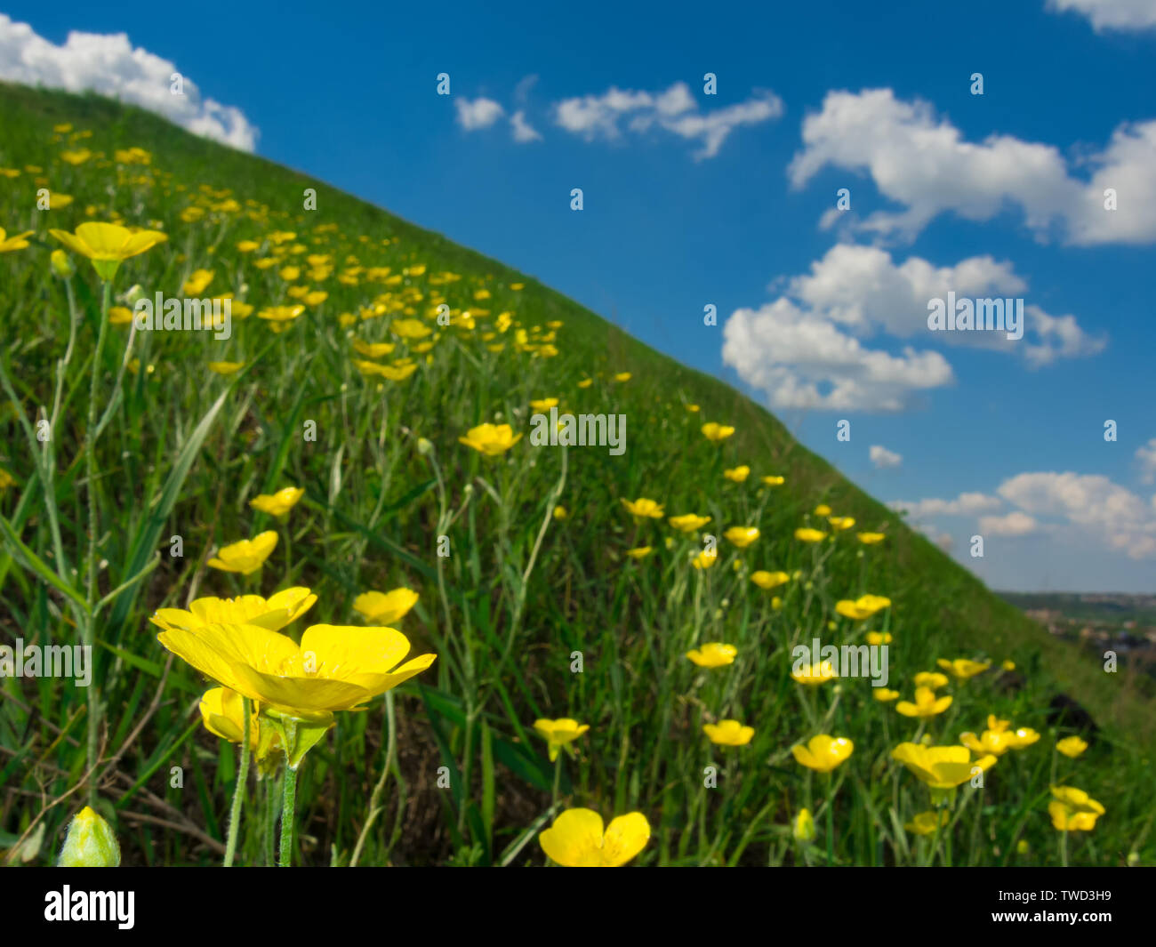 Spring wild yellow flowers on a hill and blue sky with clouds Stock ...