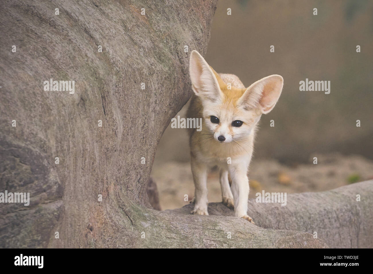 Broad eared hi-res stock photography and images - Alamy