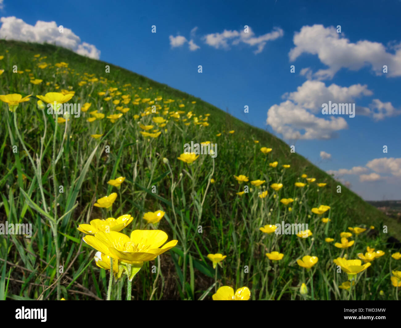 Grassy Hillside With Flowers
