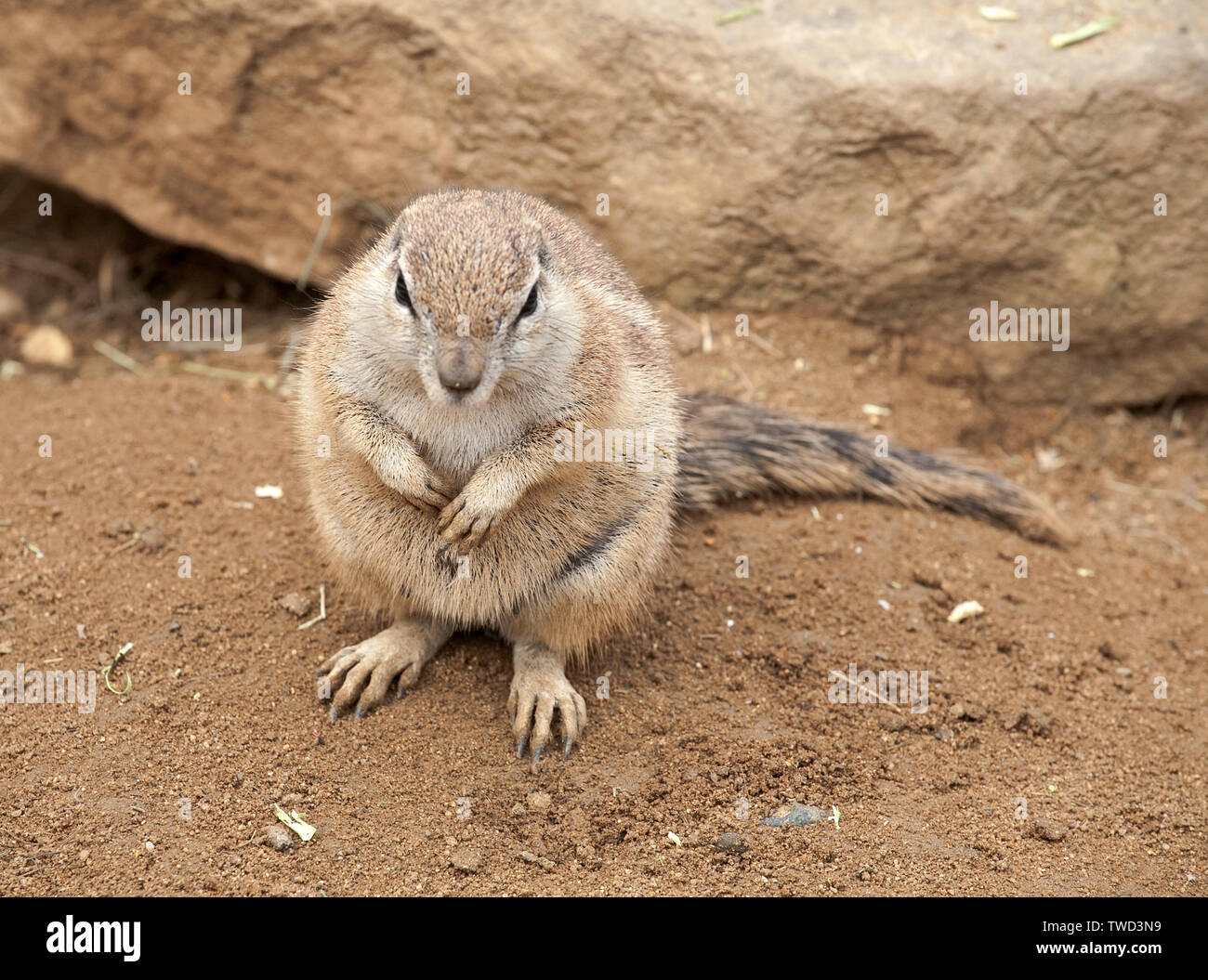 standing funny fat gopher front view closeup Stock Photo - Alamy