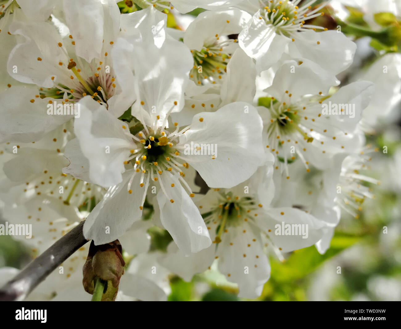Spring blooming tree background Stock Photo - Alamy