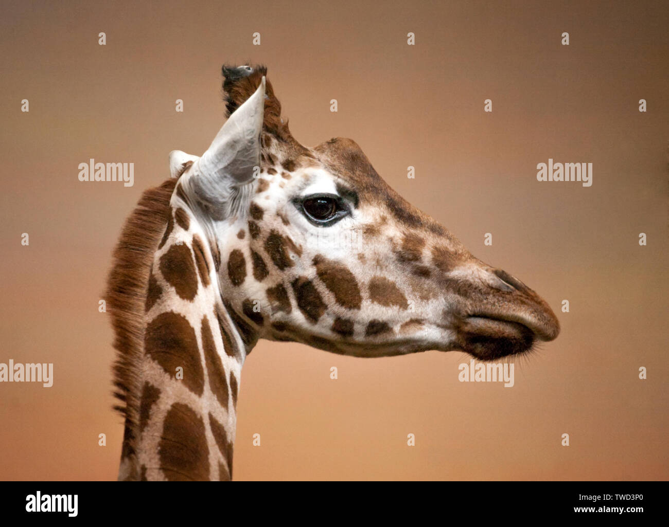 Giraffengesichtsprofil