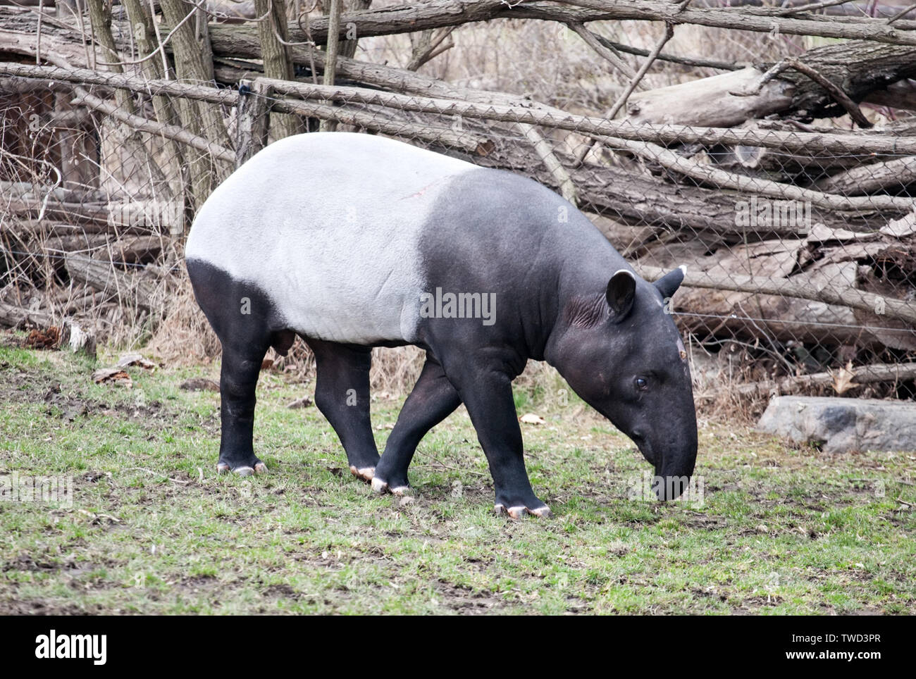 tapir whole profile side view closeup Stock Photo - Alamy