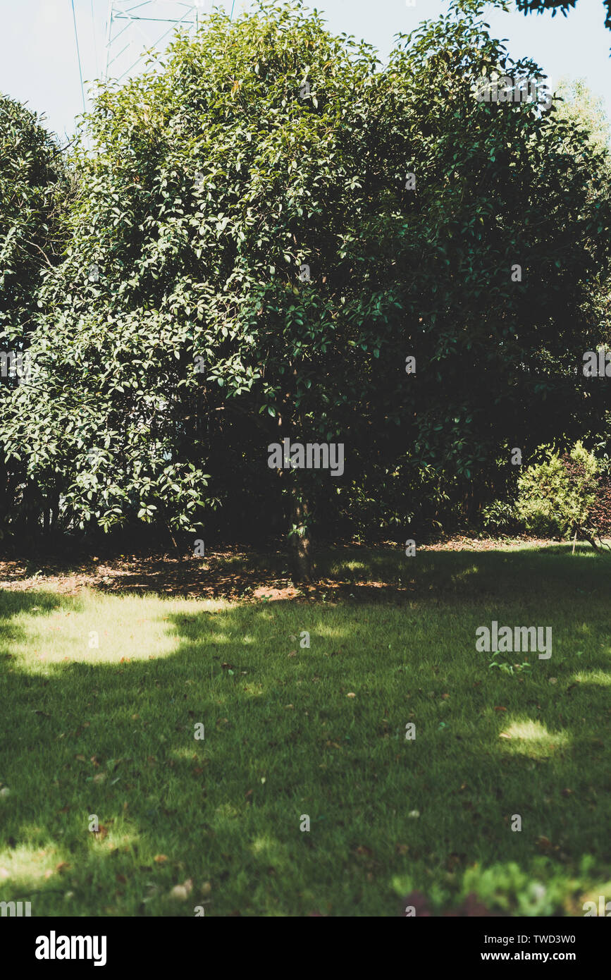 Planting big trees hi-res stock photography and images - Alamy