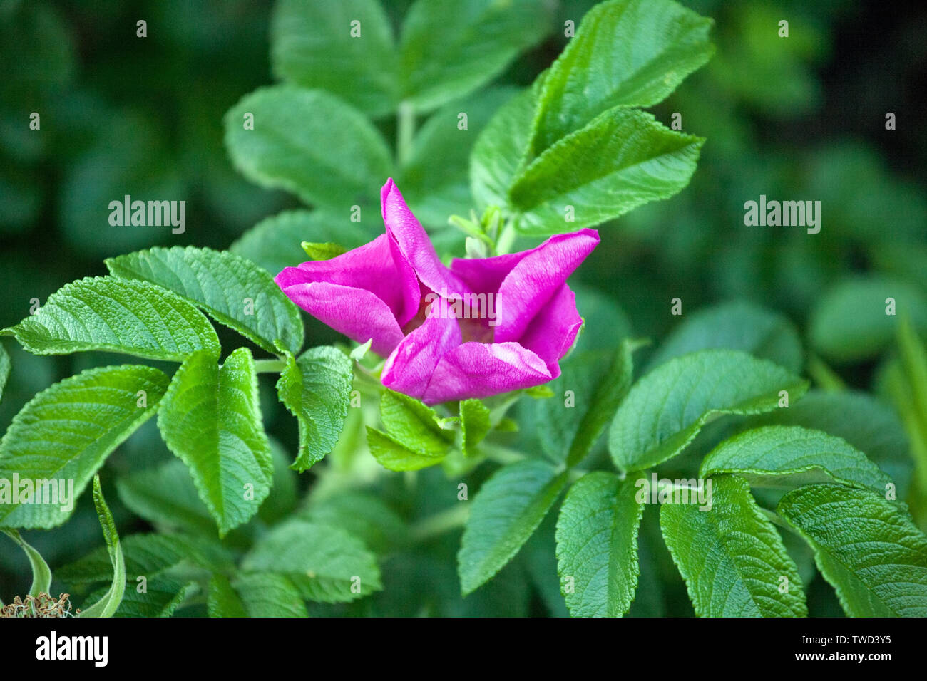 Canker bloom hi-res stock photography and images - Alamy