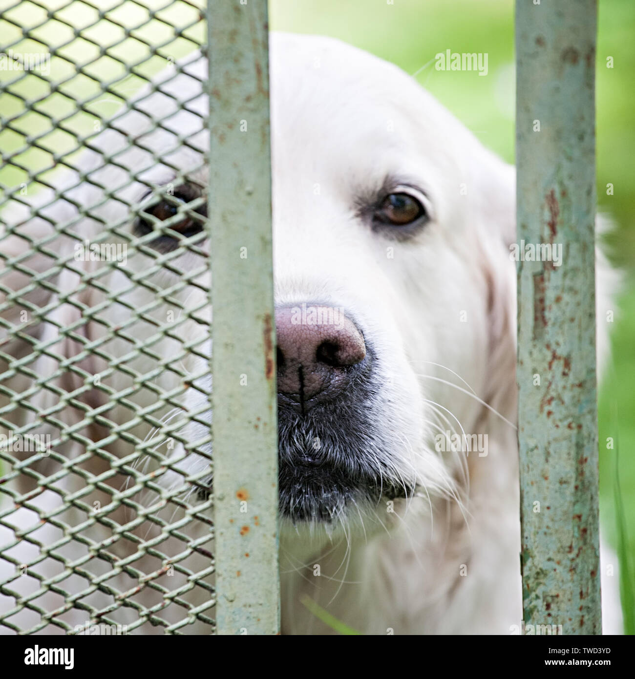 dog of labrador retriever breed with sad look closeup muzzle view ...