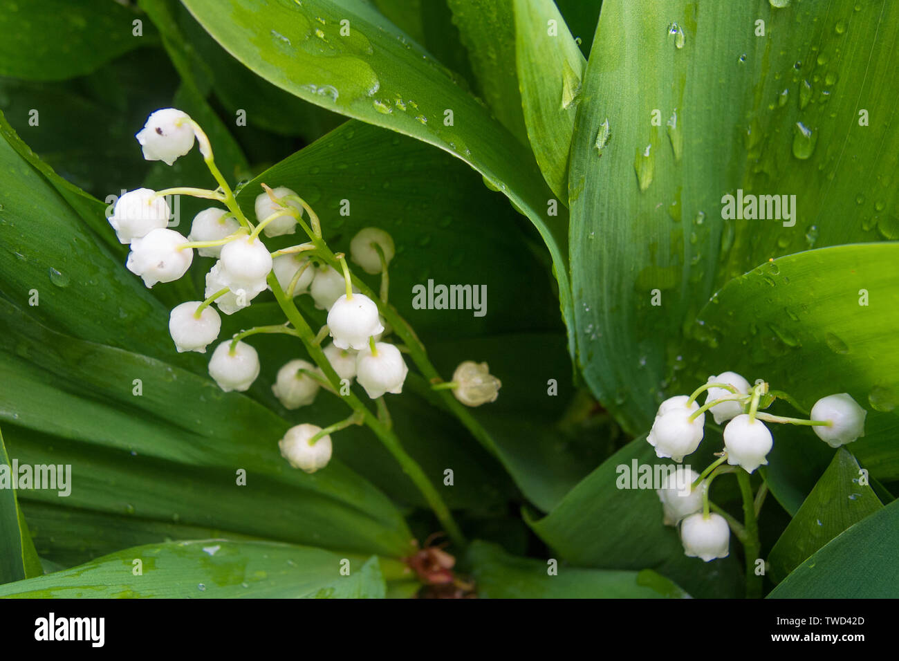 Macro shot of lilly of the valley - tender spring flowers Stock Photo ...