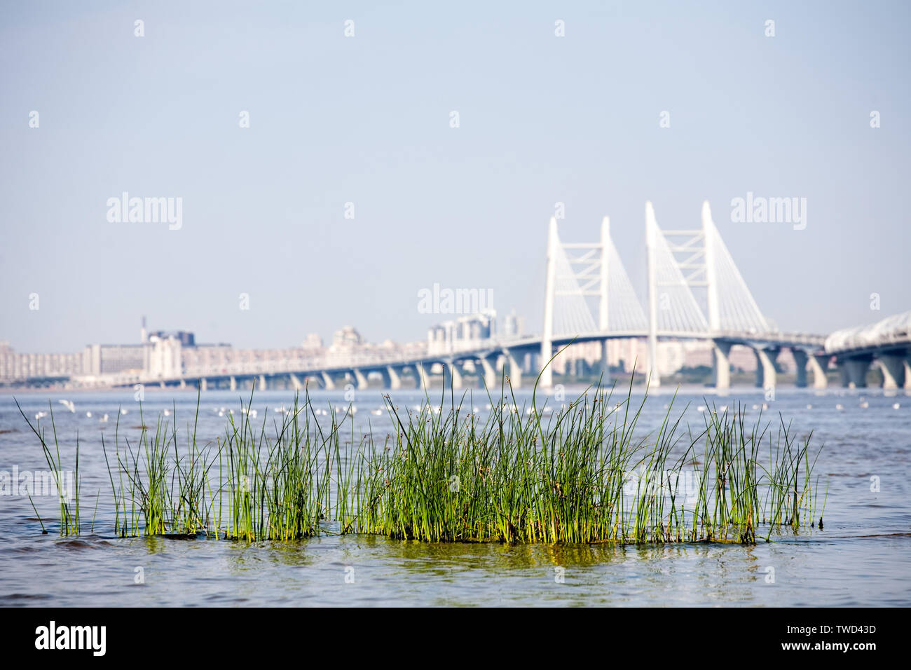 Green grass foreground hi-res stock photography and images - Alamy
