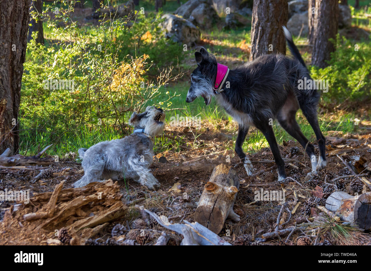 A greyhound and schnauzer playing in the forest among trunks Stock ...