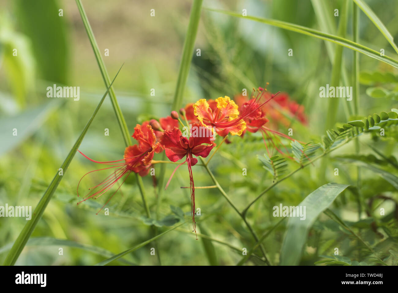 Golden Phoenix flowers, plants, flowers Stock Photo - Alamy