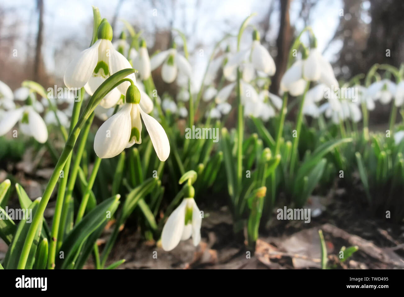 Beautiful blooming snowdrops at early spring Stock Photo - Alamy