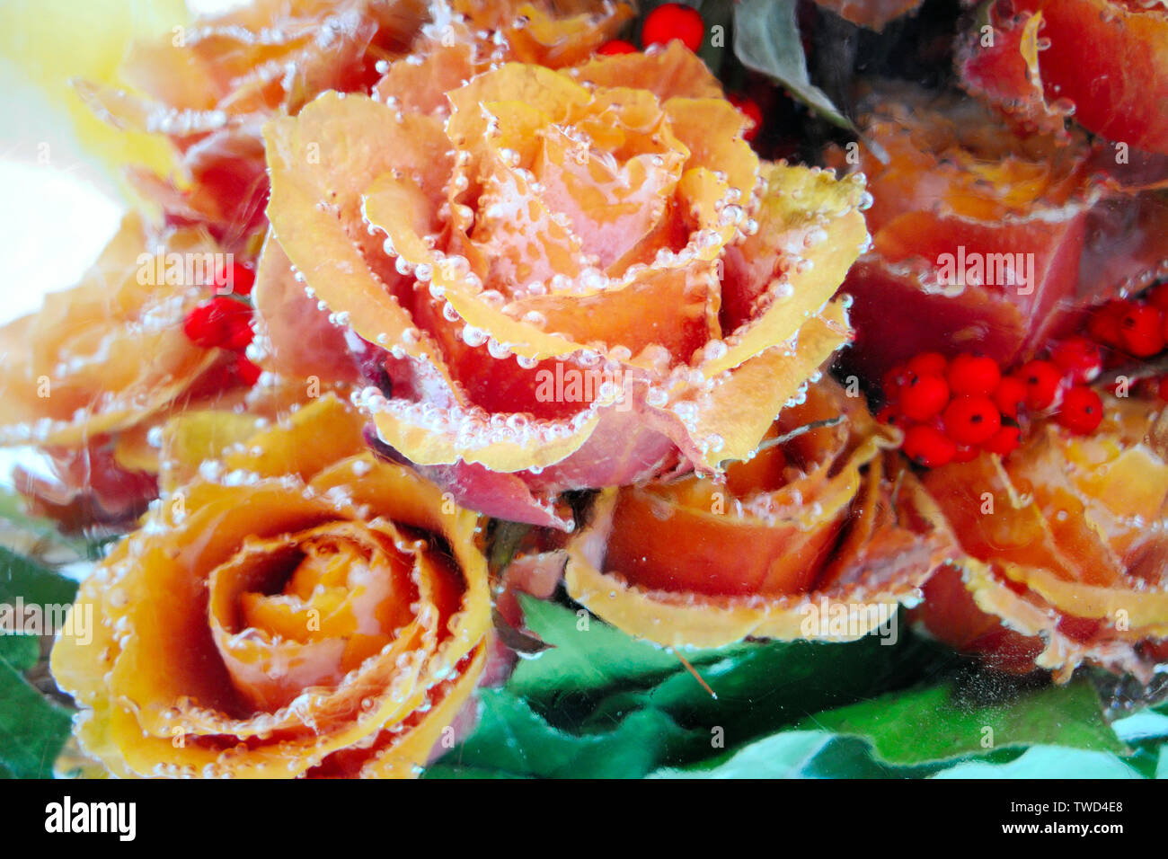Beautiful abstract composition of roses frozen in ice Stock Photo - Alamy