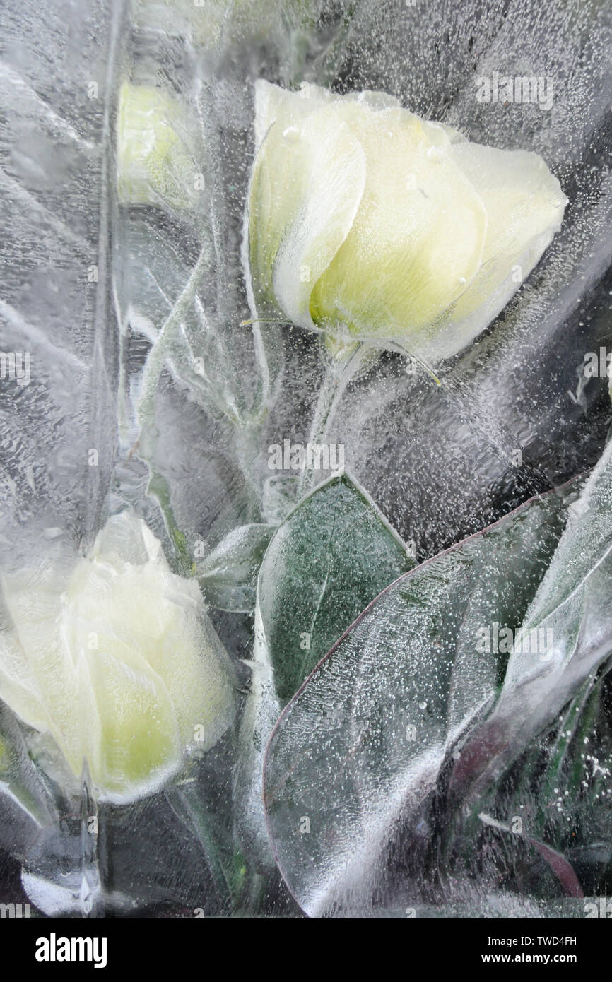 Beautiful tender roses and leaves frozen in the ice Stock Photo - Alamy