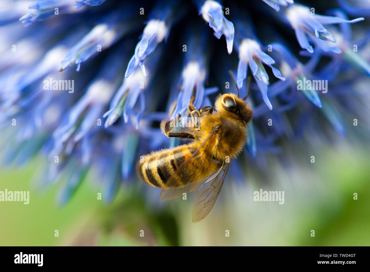 Italian honey bees hi-res stock photography and images - Alamy