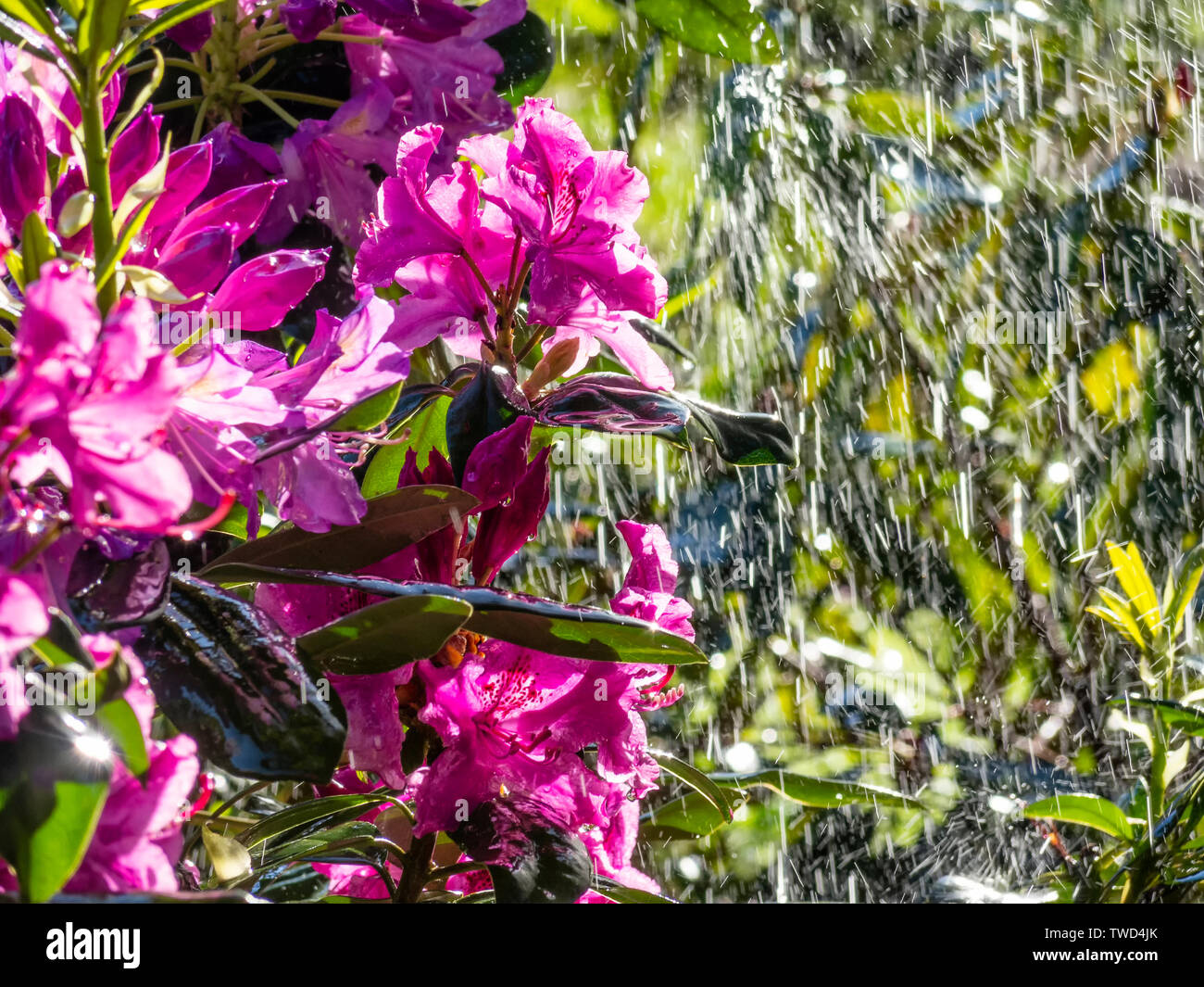 Raining flowers grass hi-res stock photography and images - Alamy