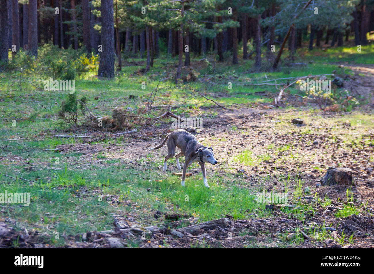 Black greyhound running and jumping in the forest Stock Photo - Alamy