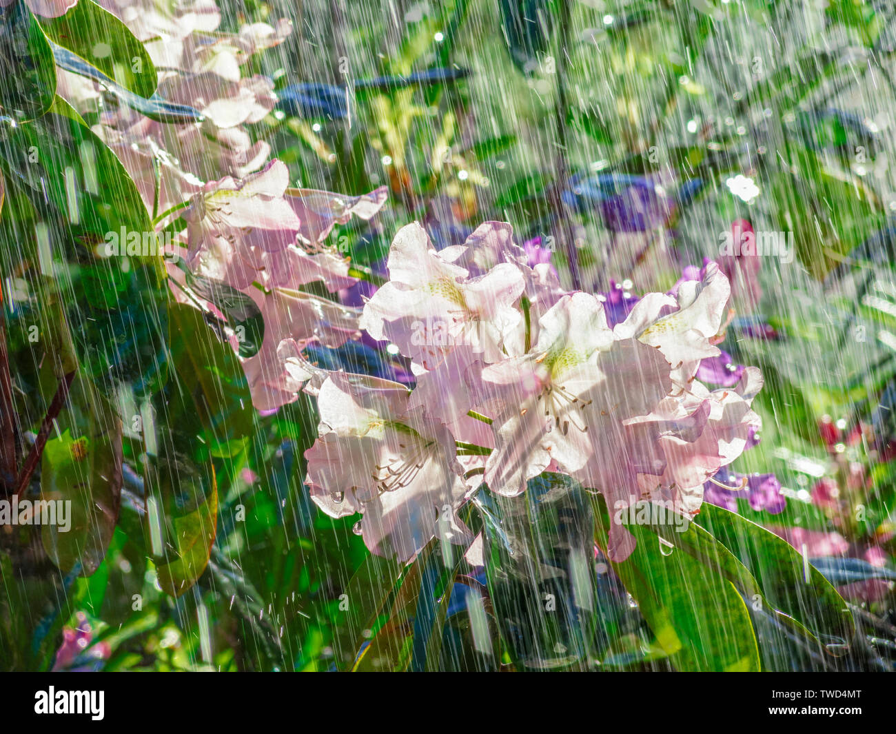 Raining flowers grass hi-res stock photography and images - Alamy