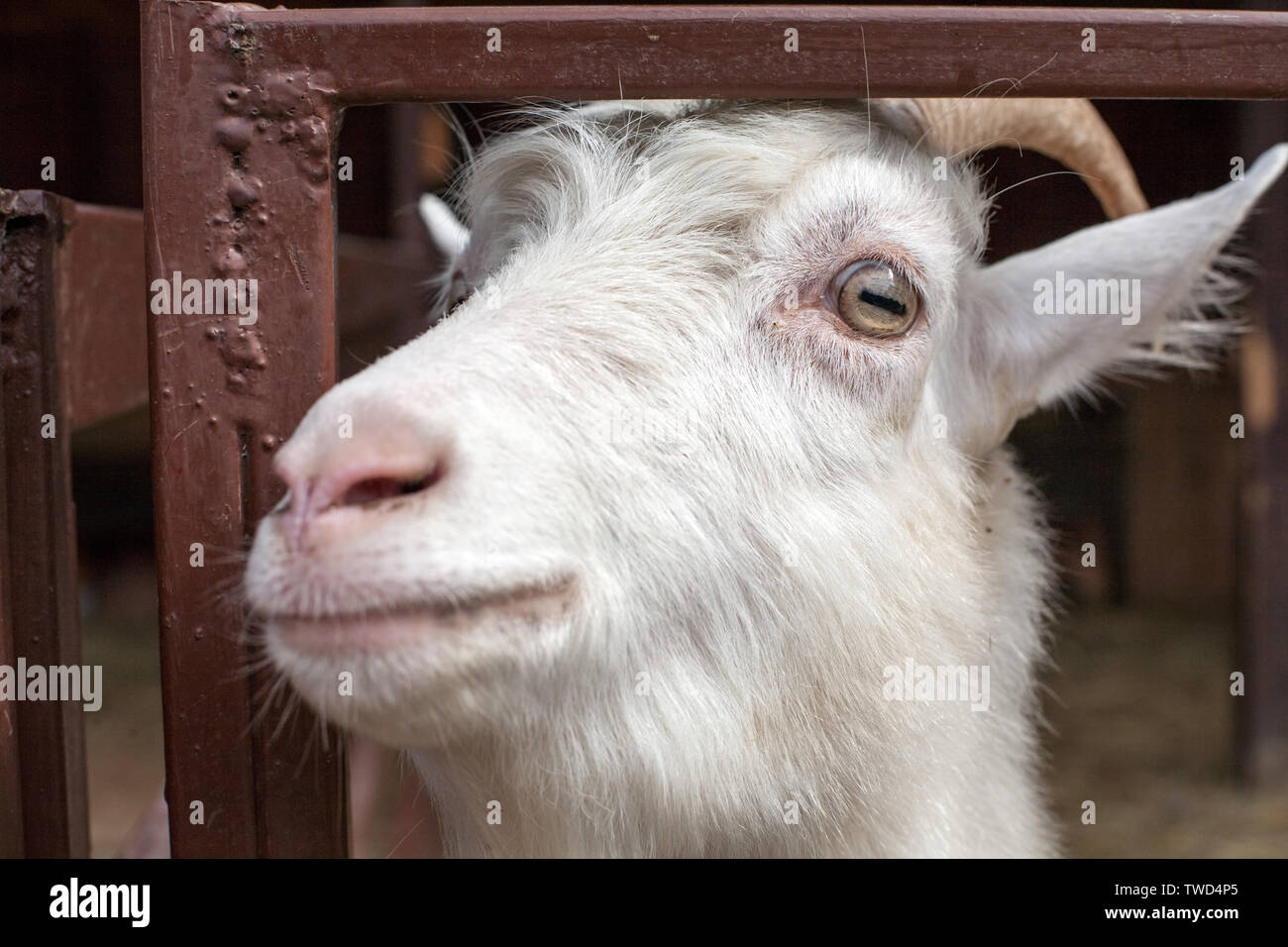 funny while goat head portrait closeup view Stock Photo - Alamy