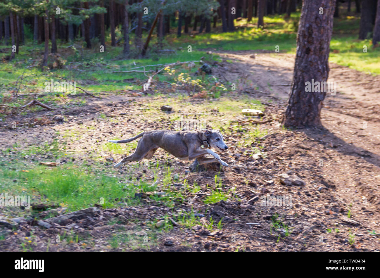 Black greyhound running and jumping in the forest Stock Photo - Alamy