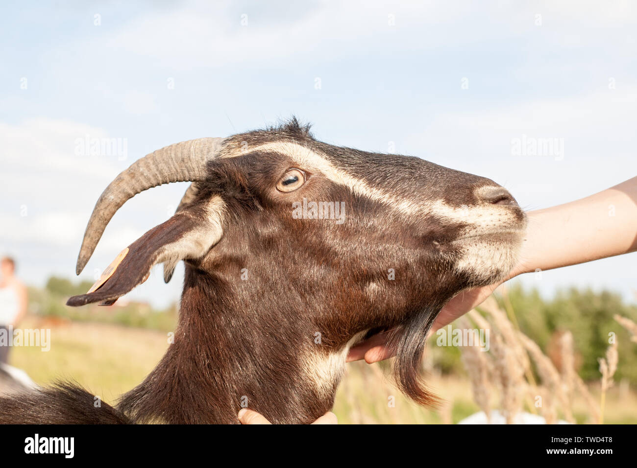 goat muzzle closeup profile side view on outdoor sky background Stock ...