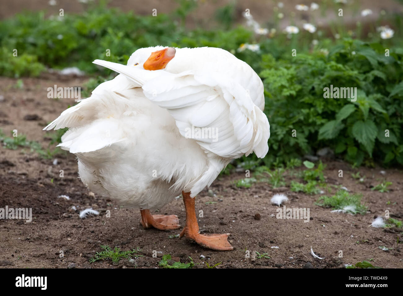 white fat goose full-size closeup view on summer green background Stock ...