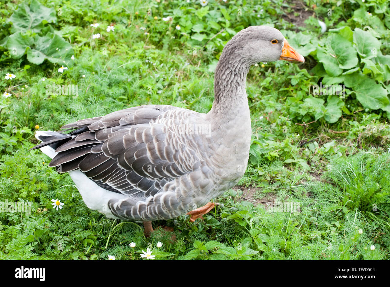 gray fat goose full-size closeup side view walking on outdoor summer ...
