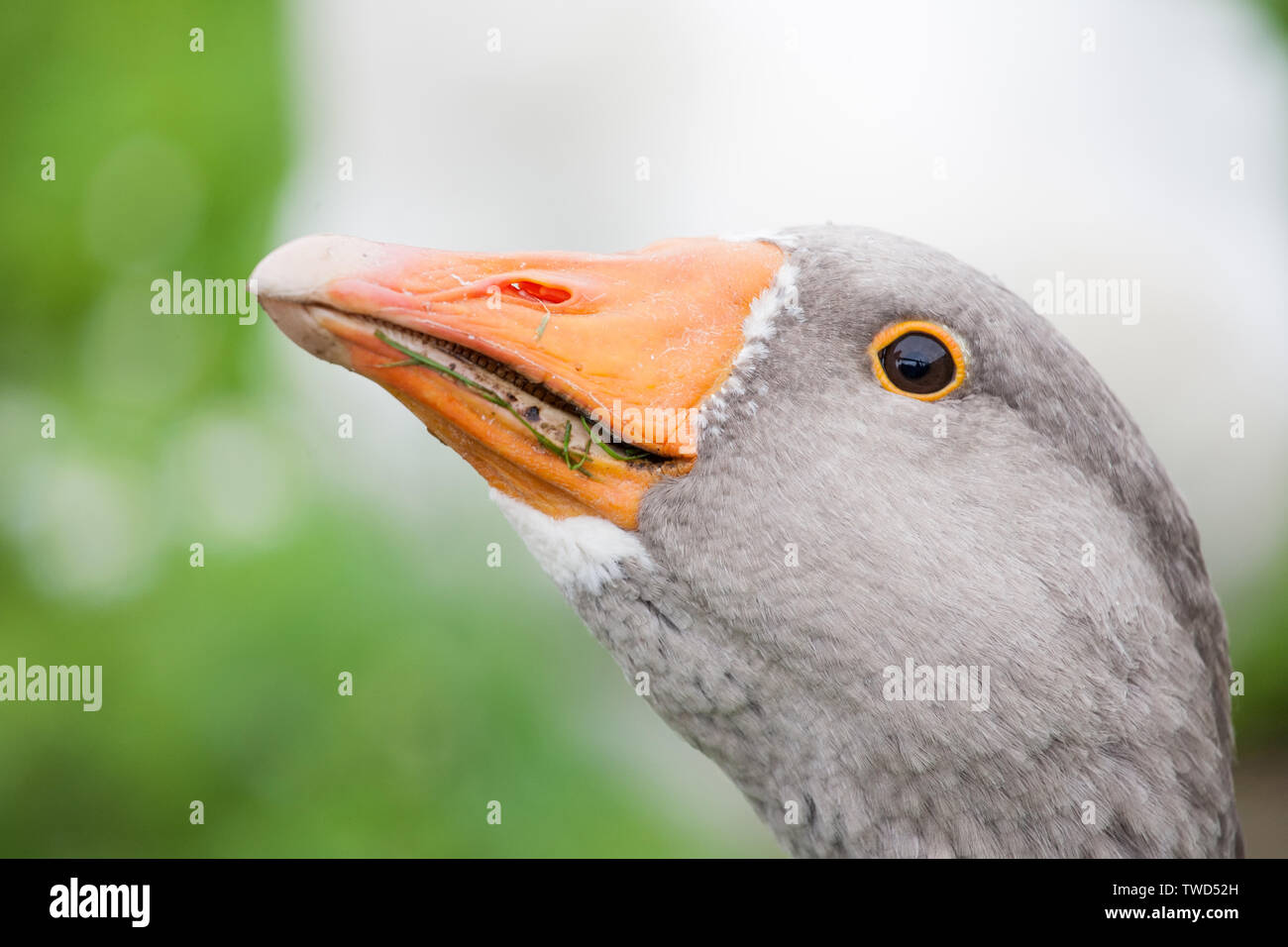 gray goose head with beak closeup side view Stock Photo - Alamy