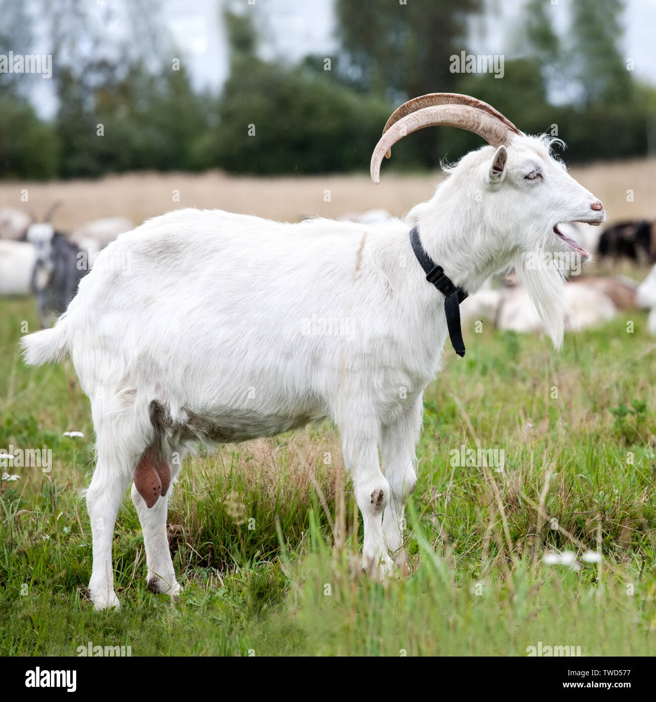 Goat Profile