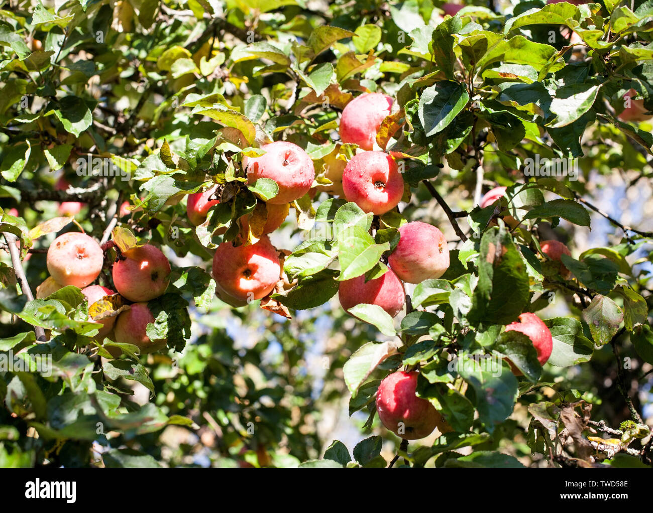 big red apples on orchard tree branches Stock Photo - Alamy