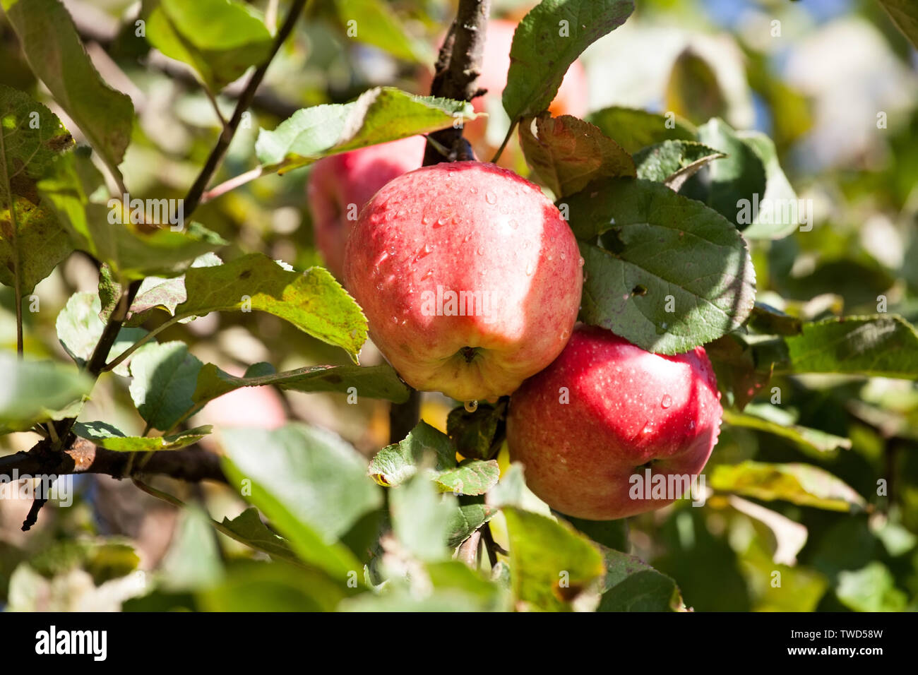 Big apples hi-res stock photography and images - Alamy