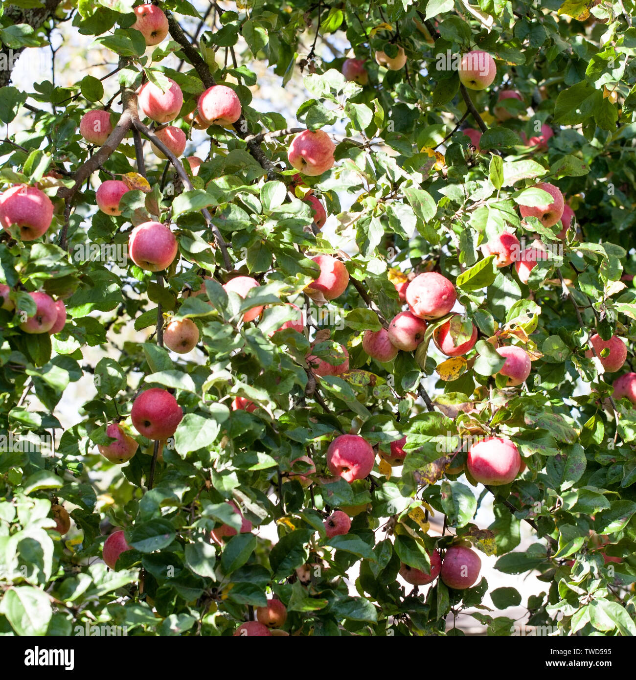 Red apples on branches hi-res stock photography and images - Alamy