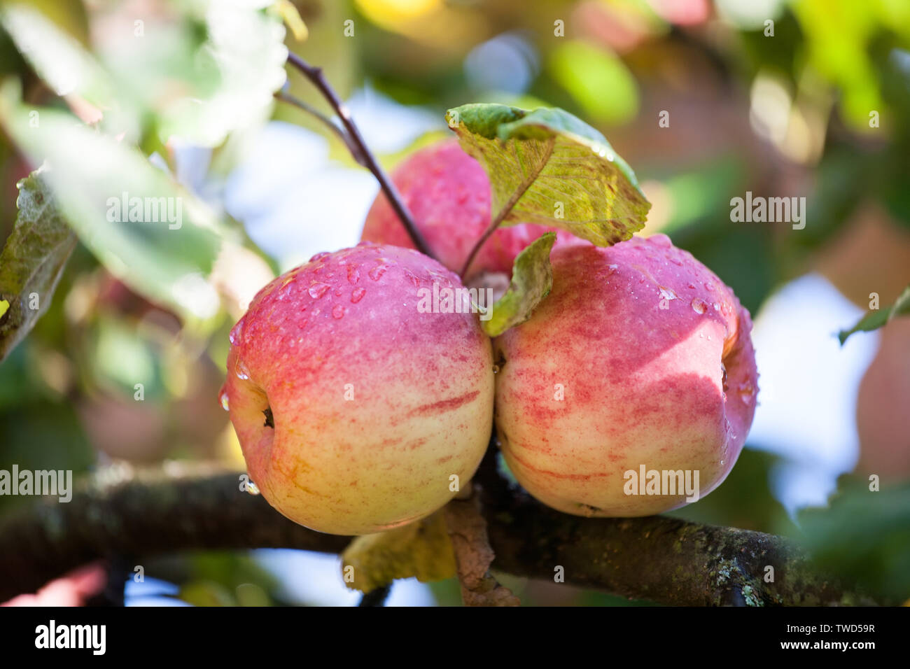 Closeup lot ripe big hi-res stock photography and images - Alamy