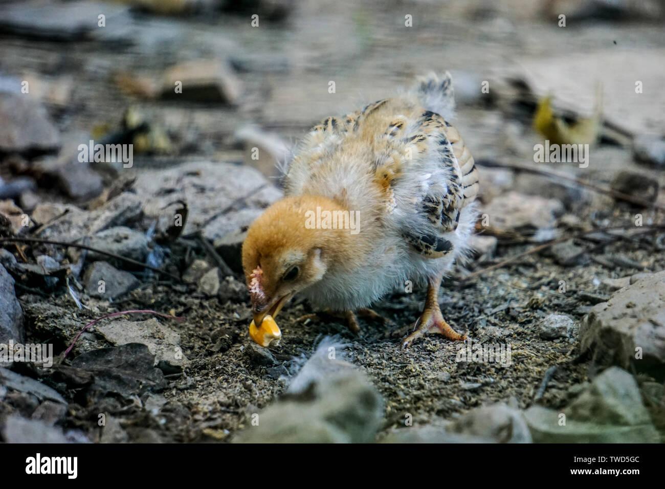 Chicks eat corn hi-res stock photography and images - Alamy