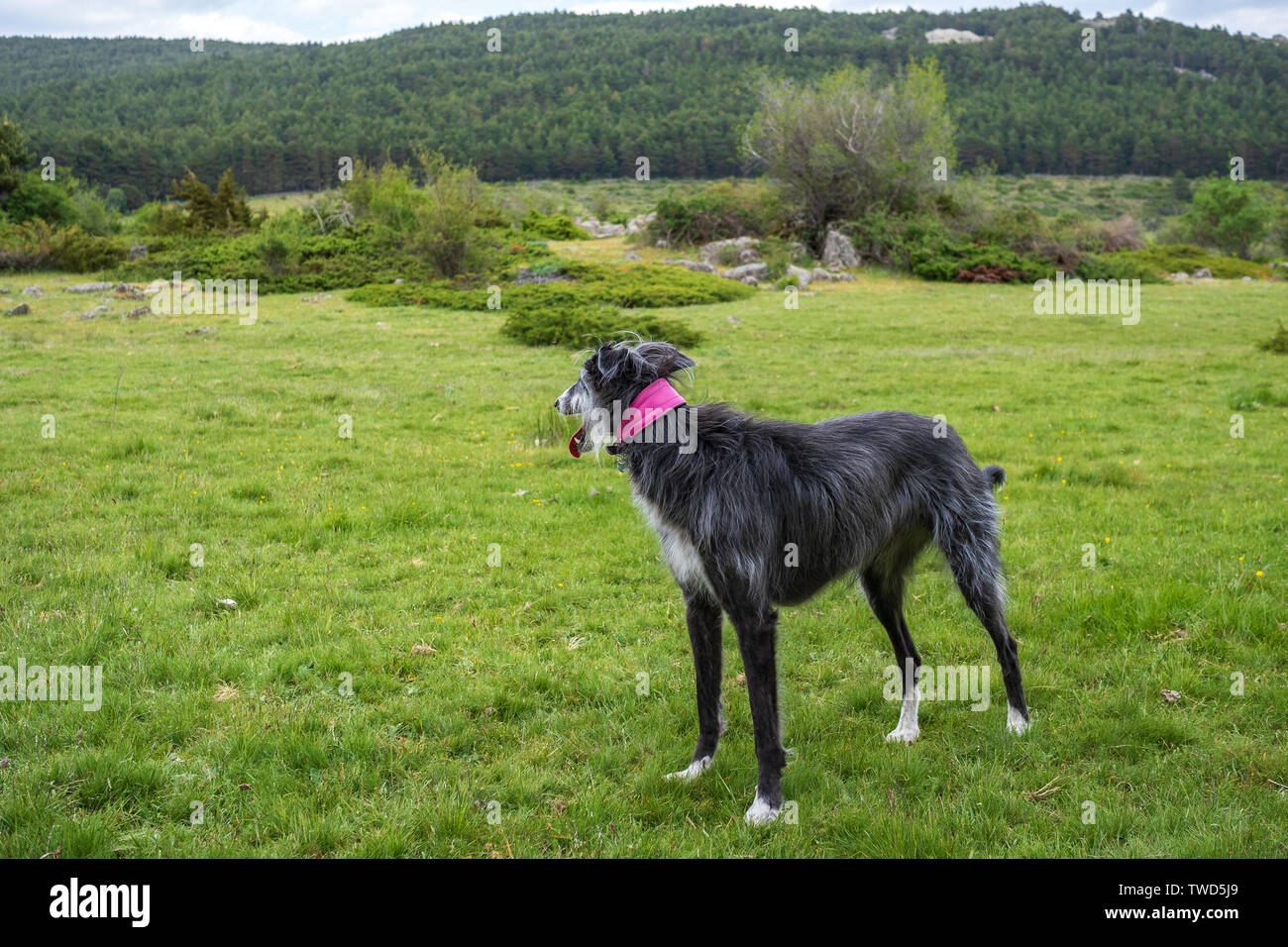 Greyhound legs hi-res stock photography and images - Alamy