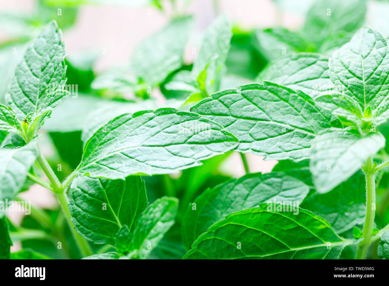 Naturally organic mint leaves Stock Photo - Alamy