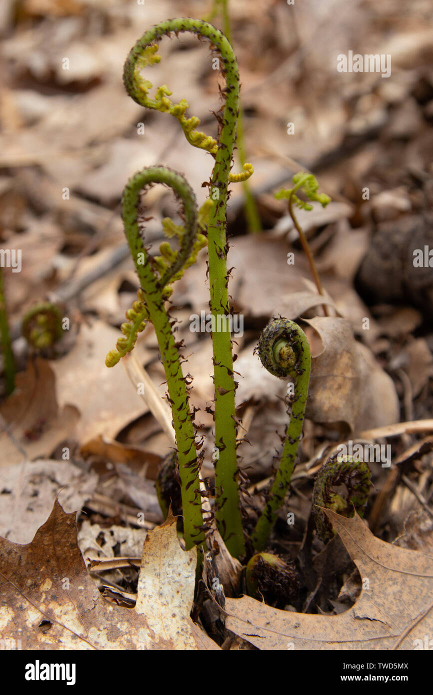 New ferns unfurling Stock Photo - Alamy