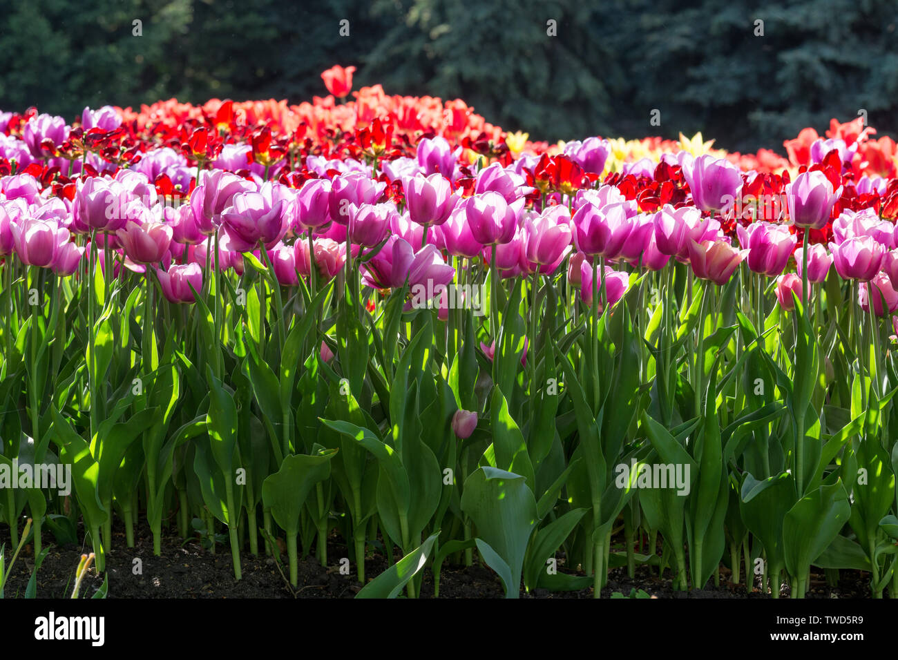 Beautiful spring tulips growing in a park Stock Photo - Alamy