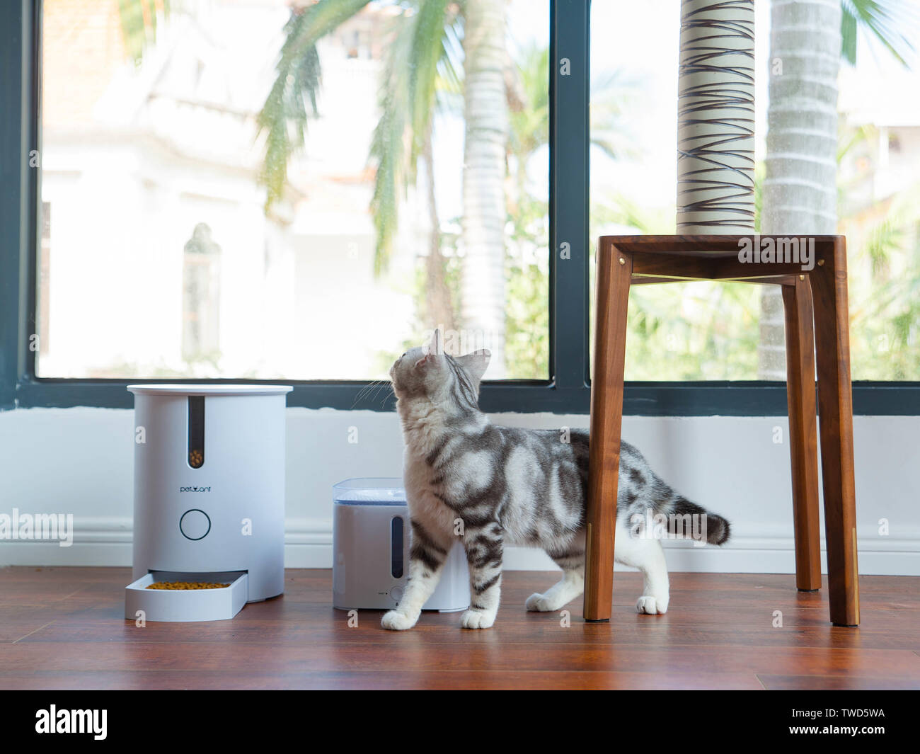 cat, pet, cat, animal, sprouting Stock Photo - Alamy